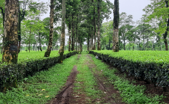 Gandrapara Tea Estate, NH 17, Banarhat Tea Garden, West Bengal, 735202